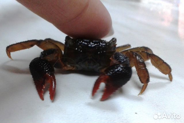 Мангровый краб (Sesarma bidens)