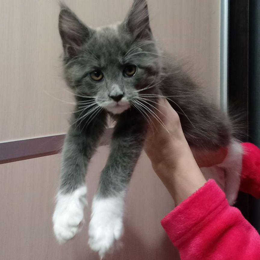 Мейн-кун котёнок