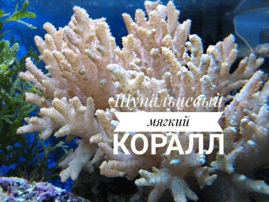 Щупальцевый мягкий, S (морской коралл в наличии)