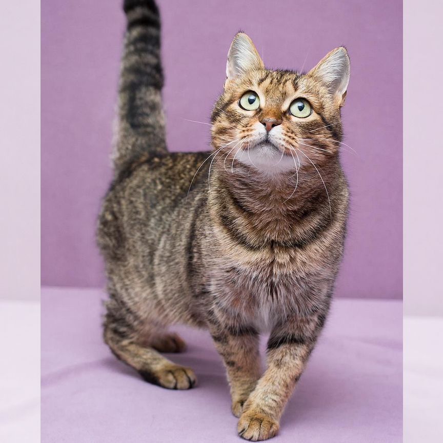 Взрослая, кошка в добрые руки