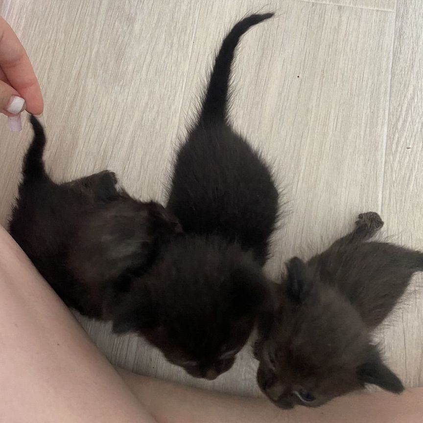 Отдам бесплатно в добрые руки,котят