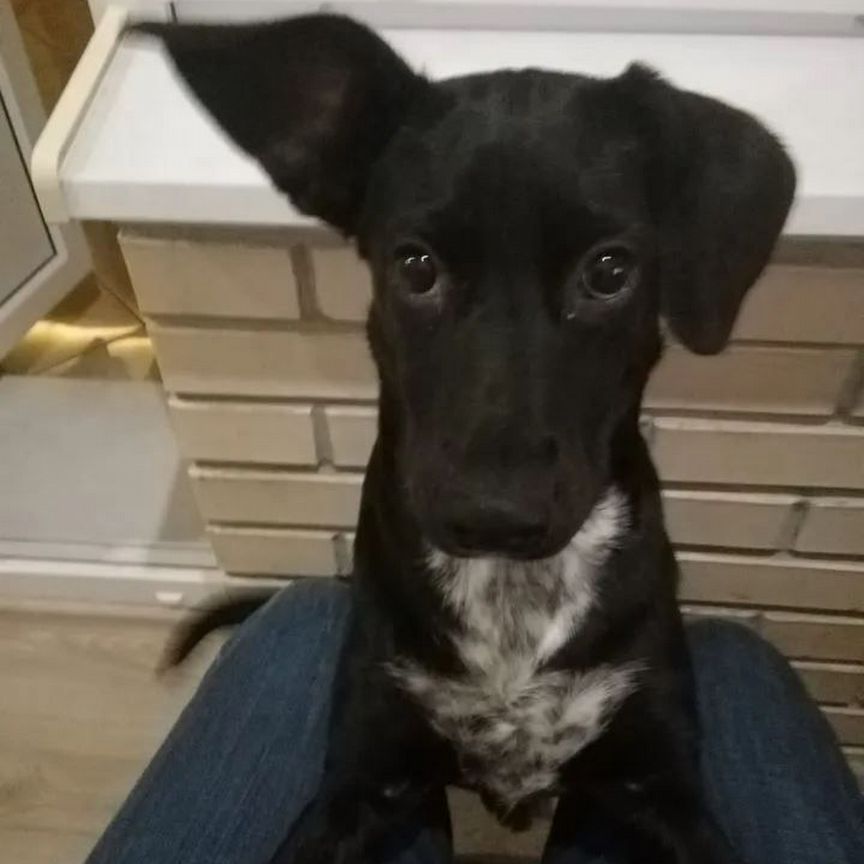 Отдам в добрые руки собачку