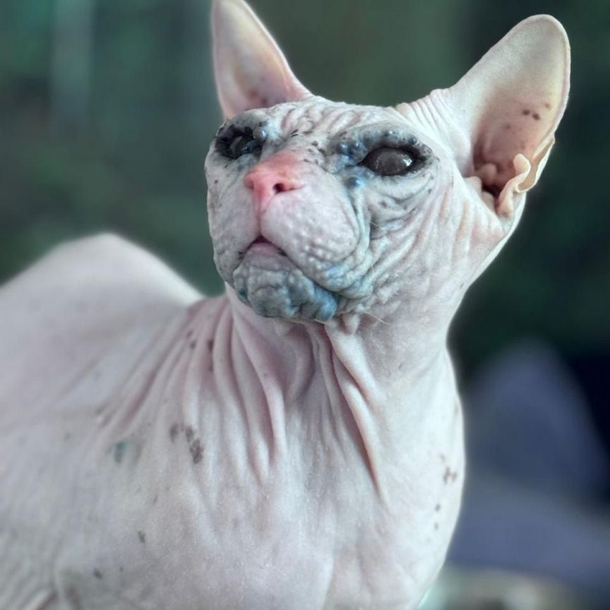 Канадский сфинкс Кая из приюта