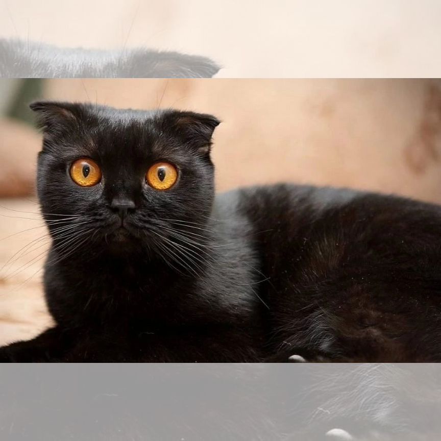 Кошечки в добрые руки