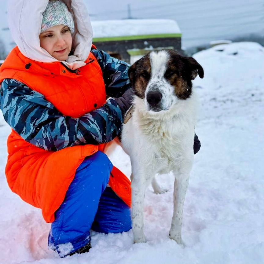 Взрослый пёс в добрые руки