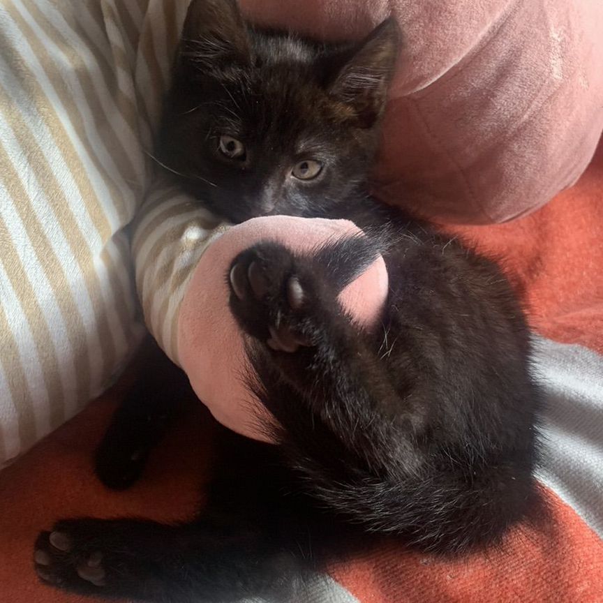 Котик
