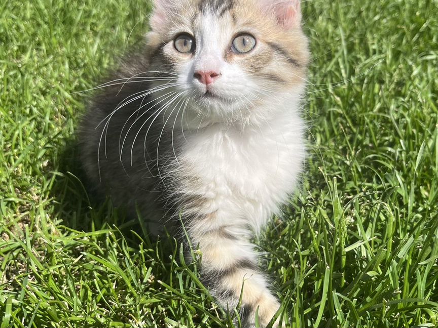 Котики от кошки-крысоловки