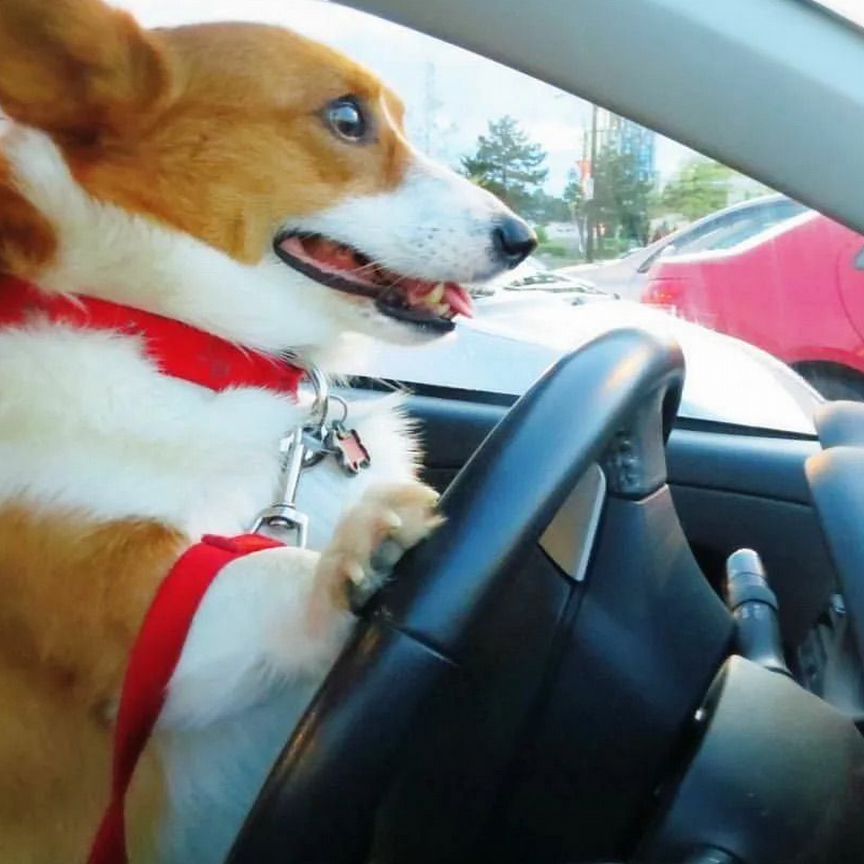 Поездка с хвостатиком