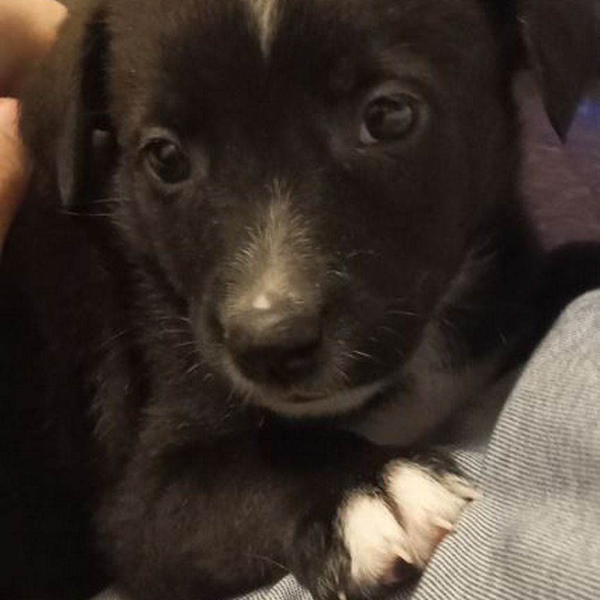 Щенок в заботливые руки