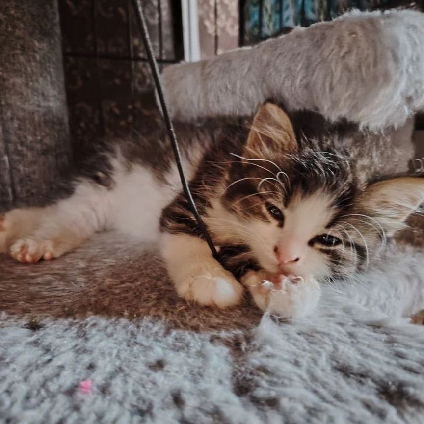 Котёнок в добрые руки