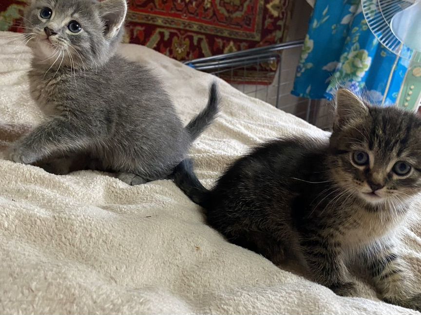 Котята в добрые руки