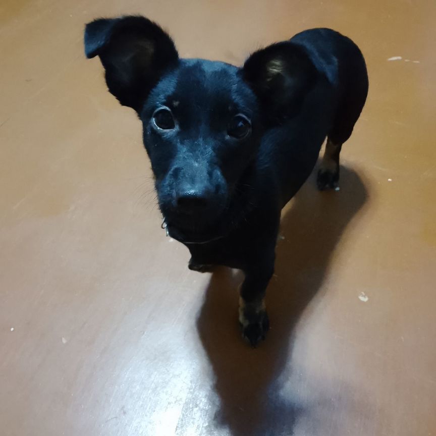 Щенок в добрые руки