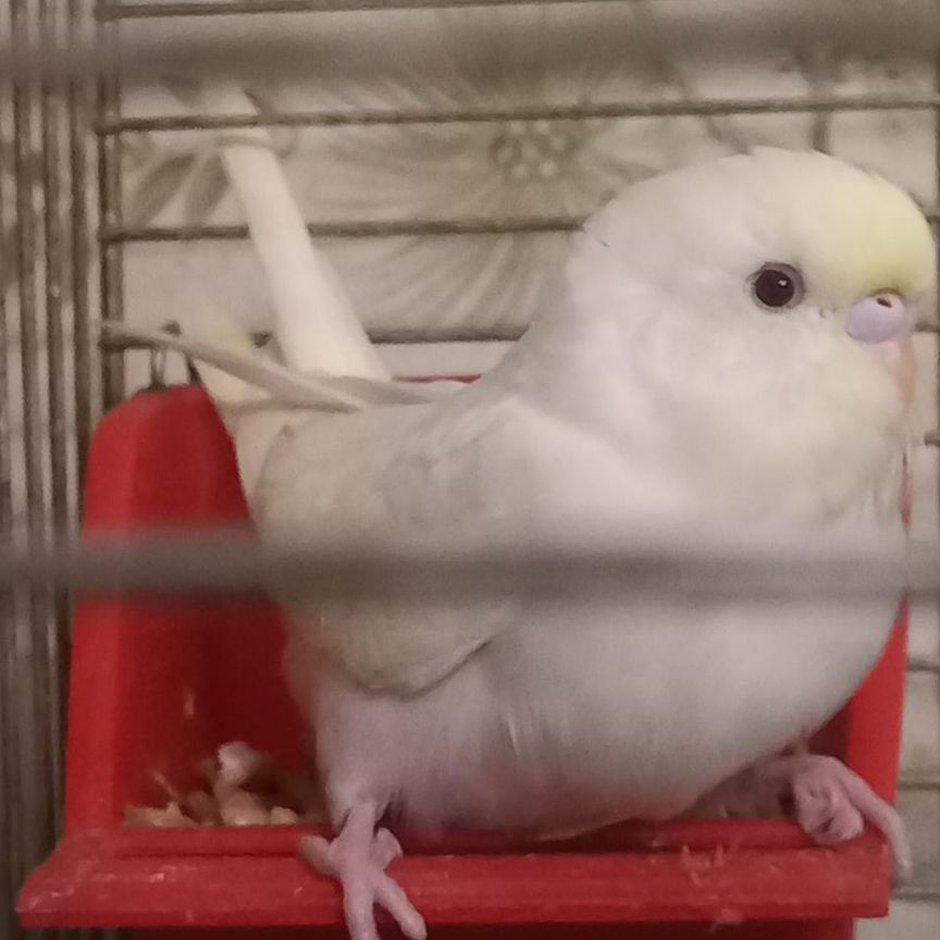 Волнистый попугай Самка