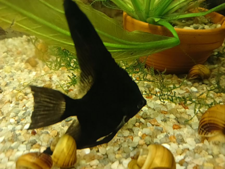 Скалярия черная пиной