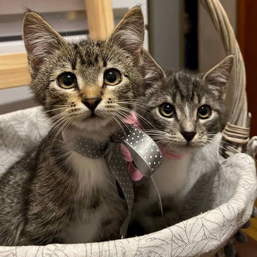 Котенок в добрые руки
