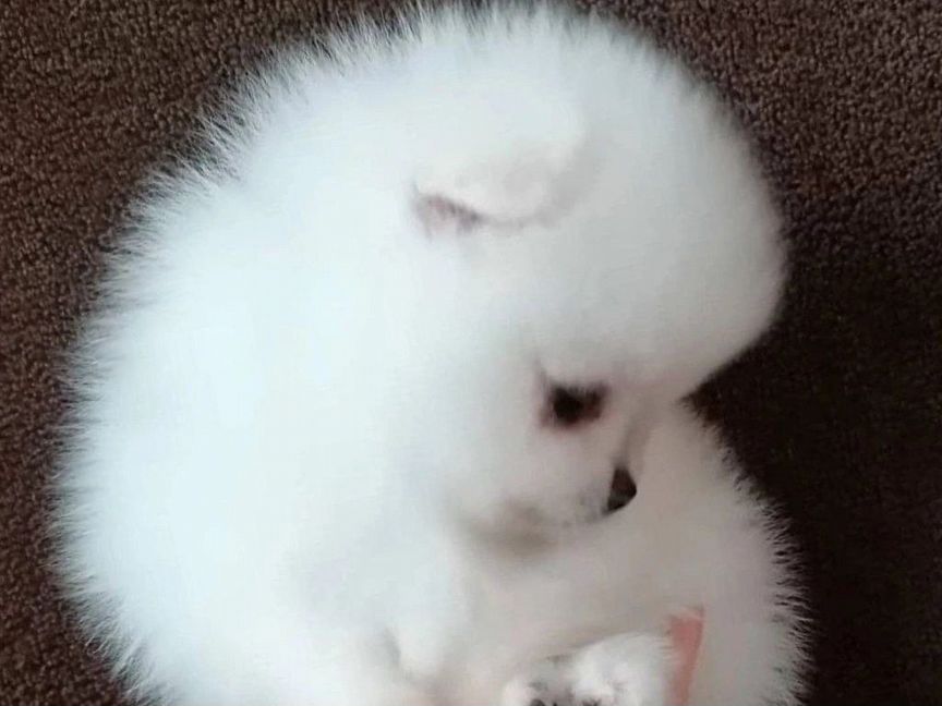 Померанский шпиц