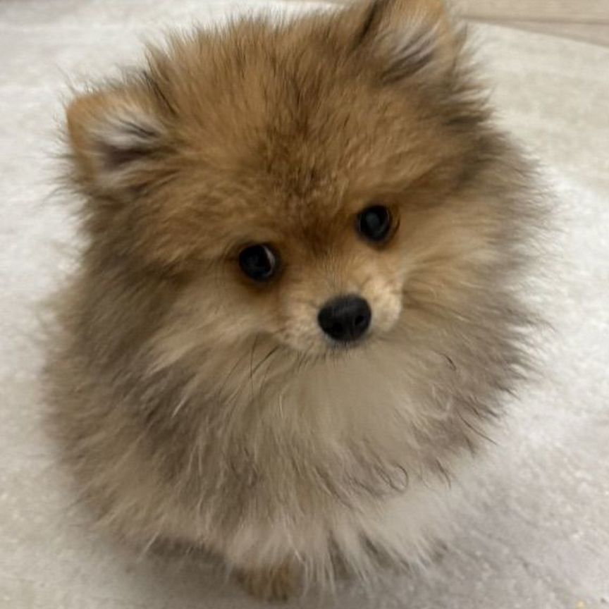 Немецкий шпиц, щенок