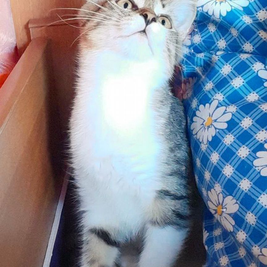 Отдам в добрые руки
