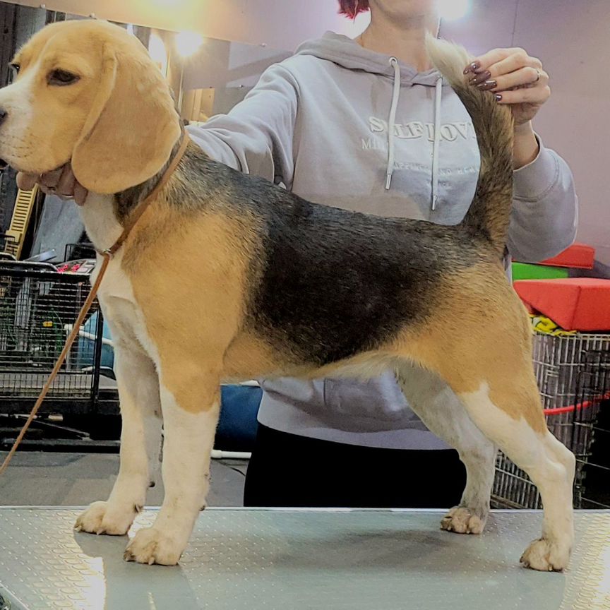 Бигль девочка