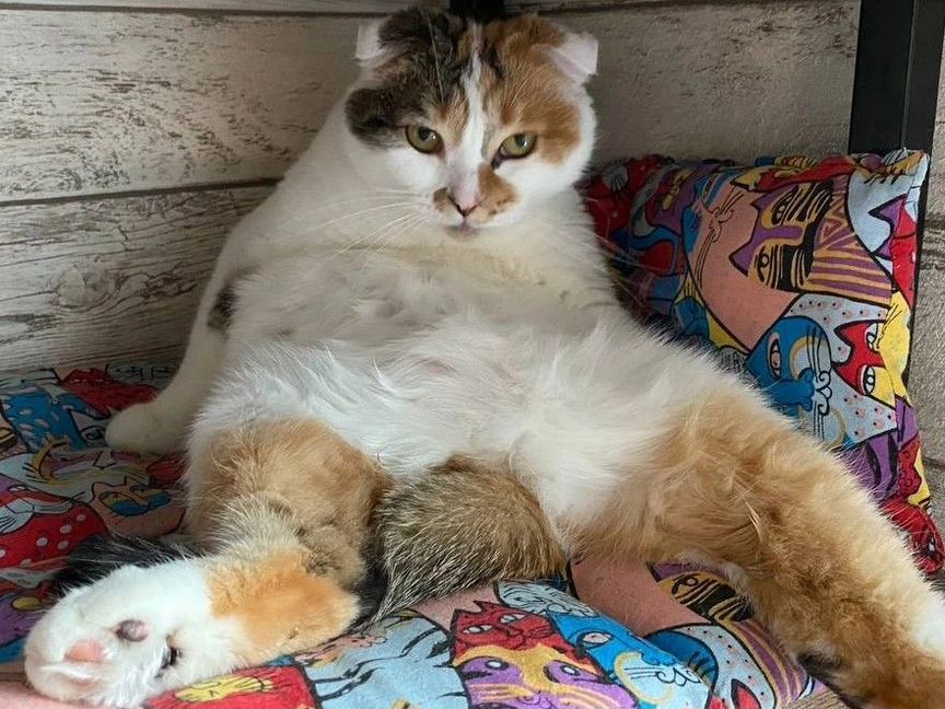 Красавица Веснушка в добрые руки бесплатно