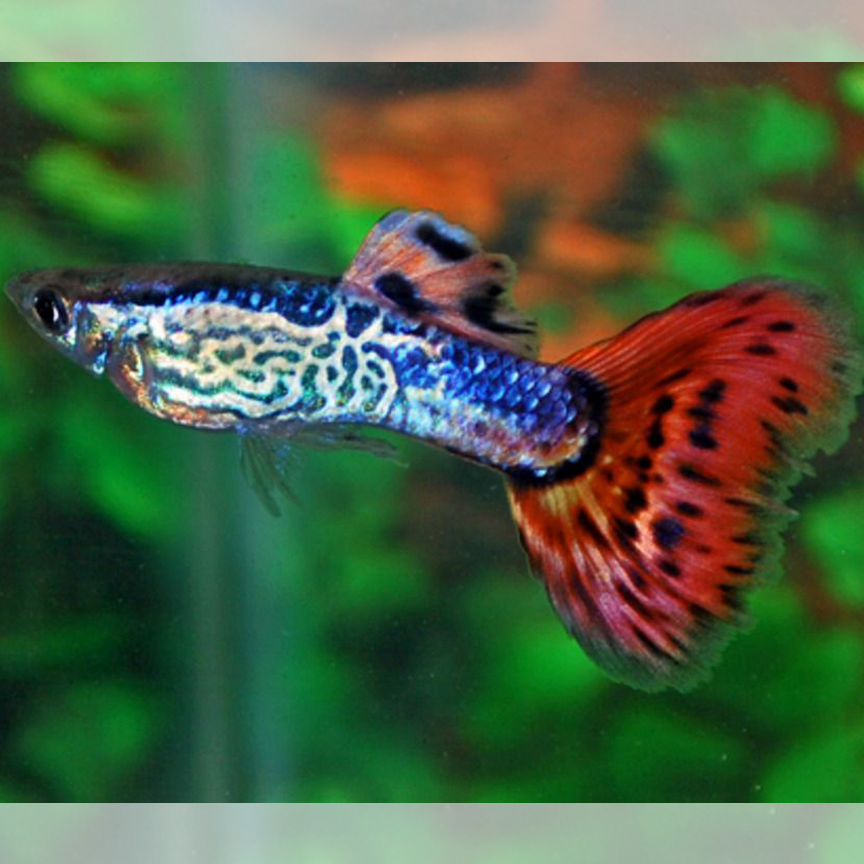 Гуппи самцы и самки