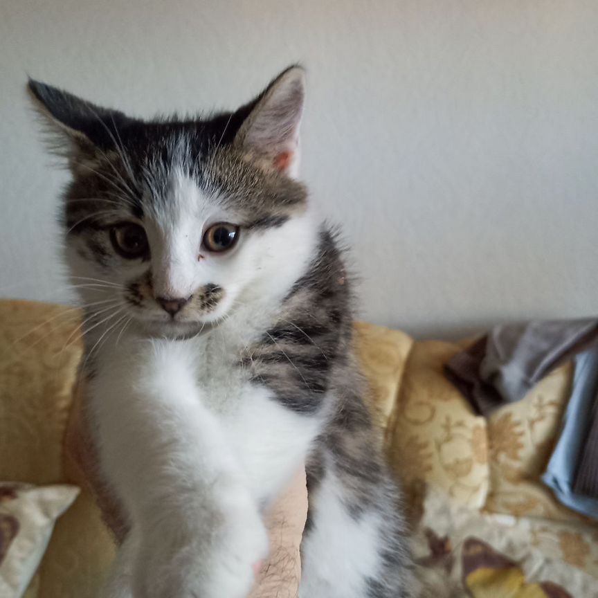 Отдам котенка мальчика