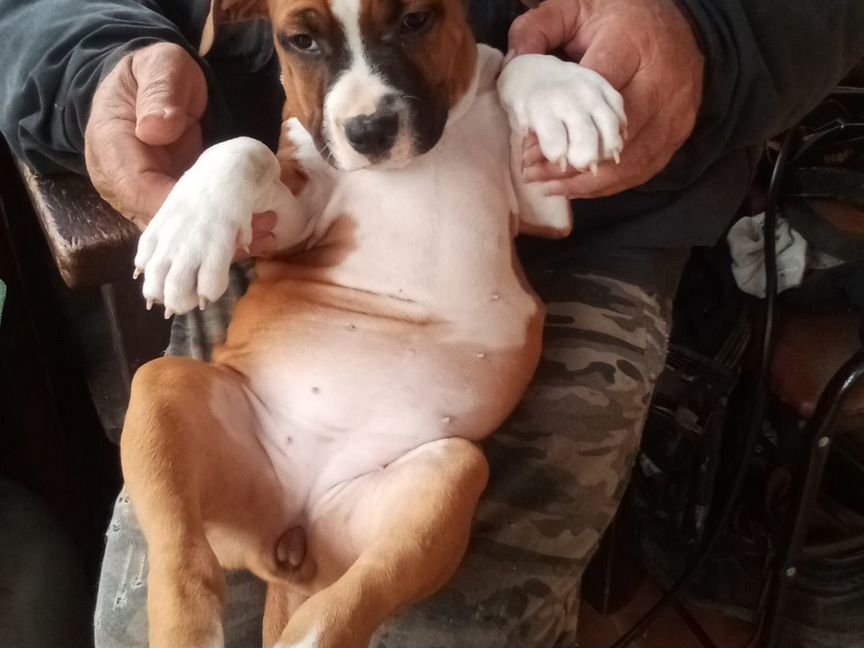 Высокопородные щенки амстаффа