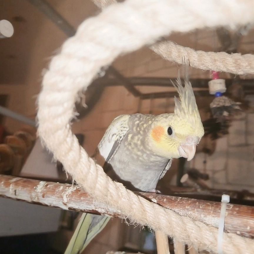 Попугай корелла птенец