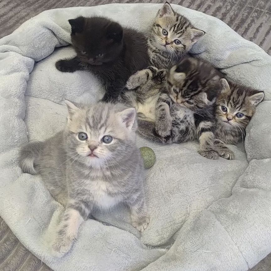 Шотландский прямоухий длинношёрстный котёнок