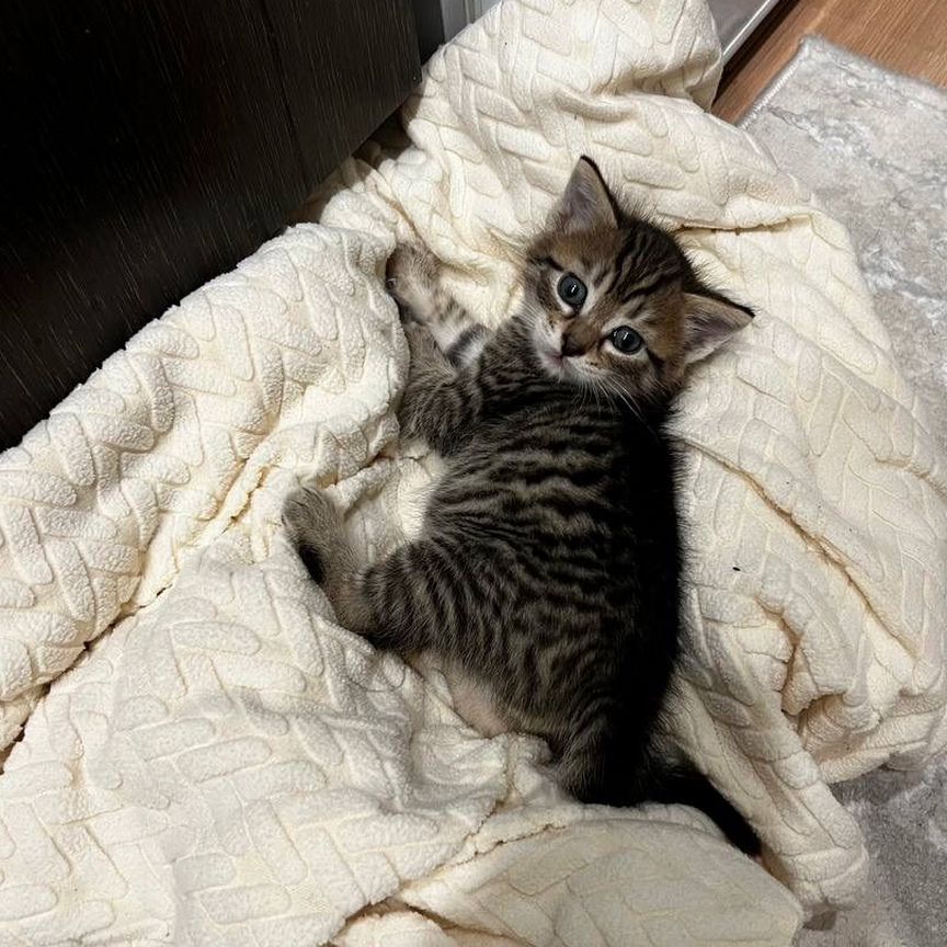 Котенок в добрые руки бесплатно