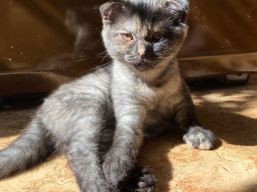 Отдам в хорошее руки британскую кошечку