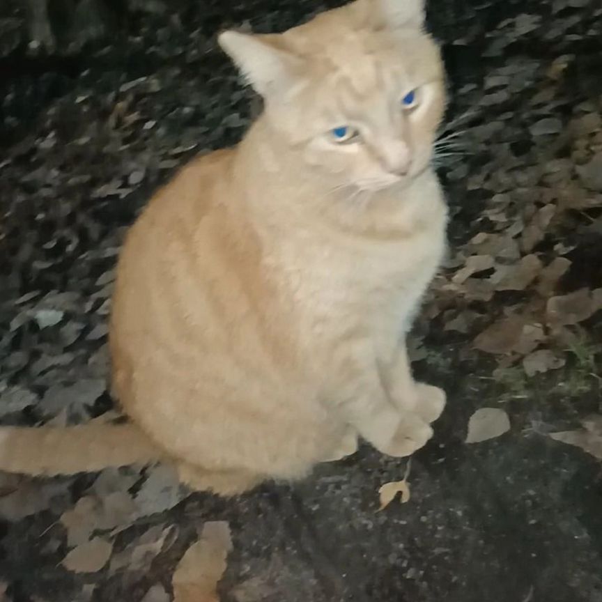 Кот ищет хозяина