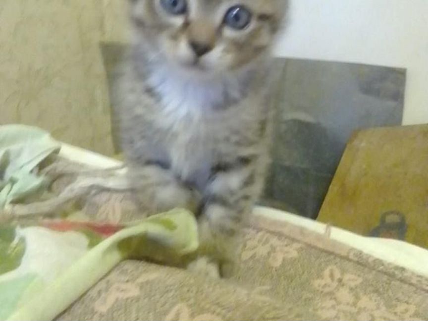 Котенок 1 мес