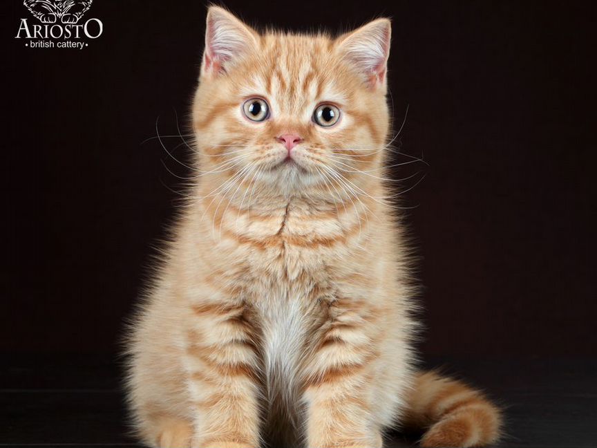 Британские лиловый и красный мальчики