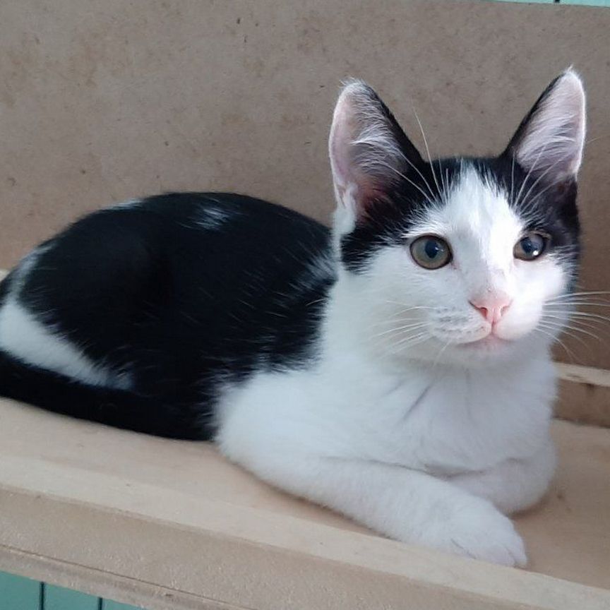 Котик в добрые руки