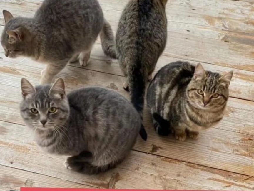 Котенок с СНТ ищет дом