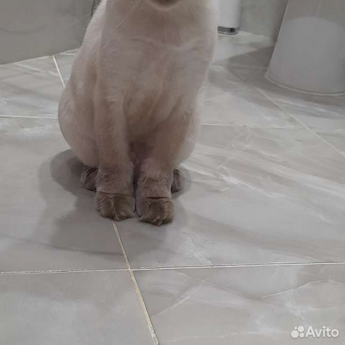 Порода сибирская кошка и кот