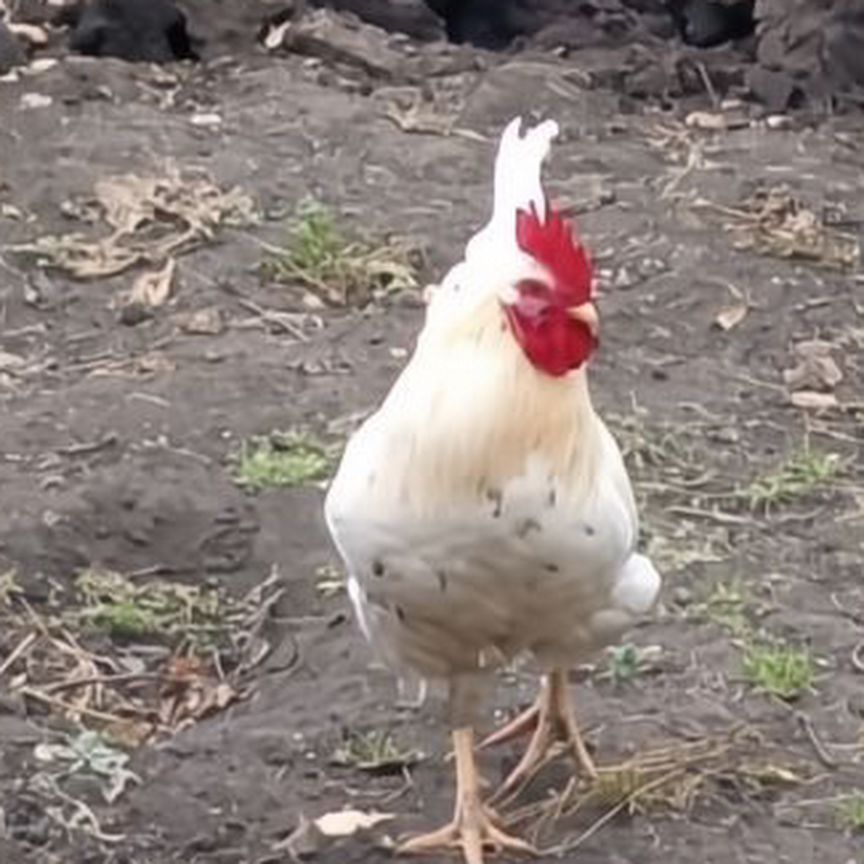 Молодые петухи