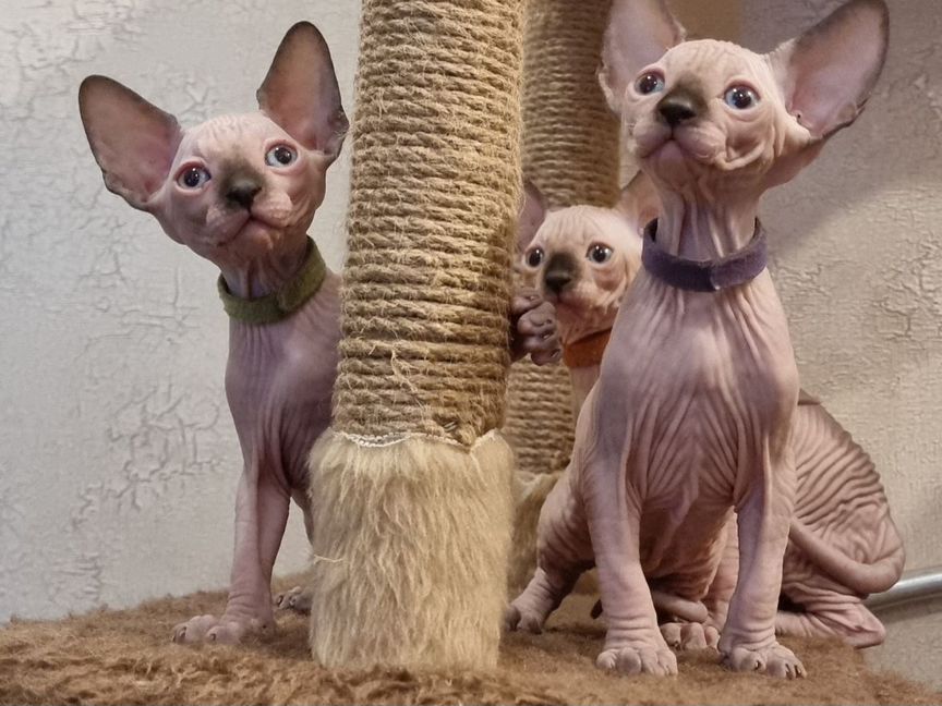 Очаровашки Канадики