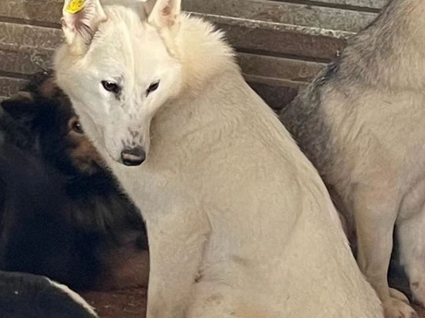 Мальчик в отлове, срок содержания вышел