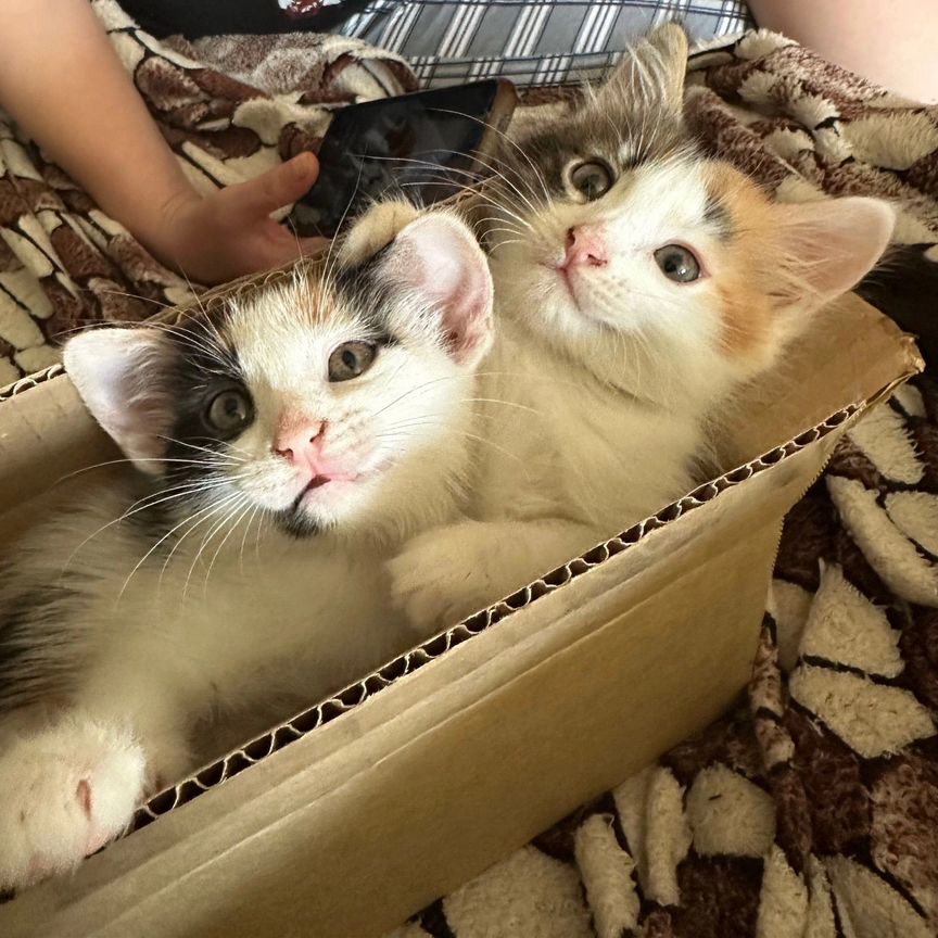 Котята в добрые руки