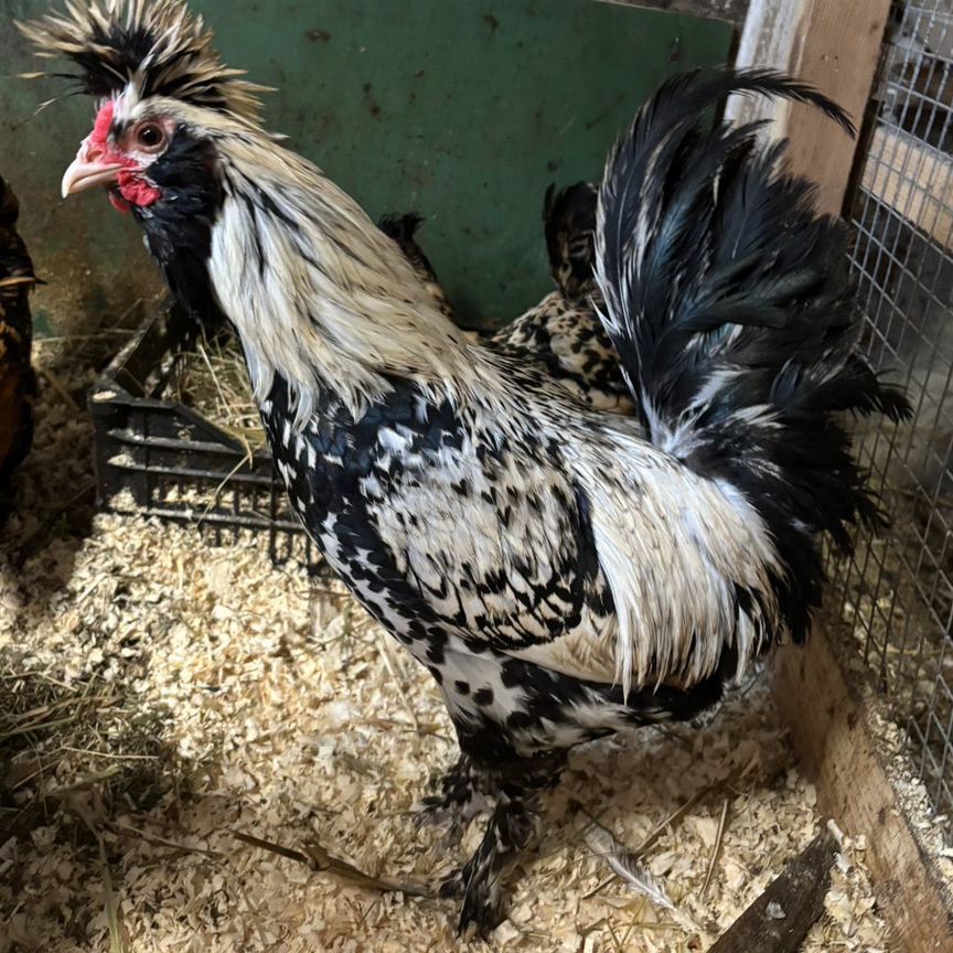 Бентамки, Павловское серебро