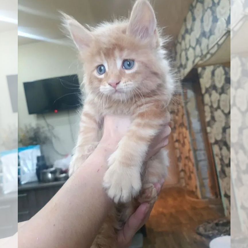 Мейн-кун котёнок