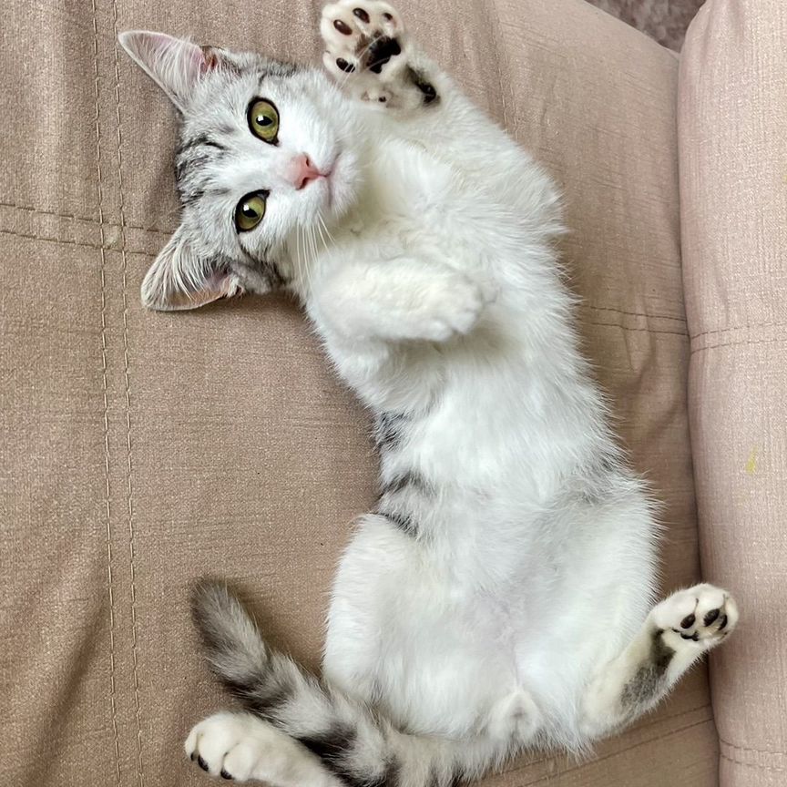 Котенок кошка