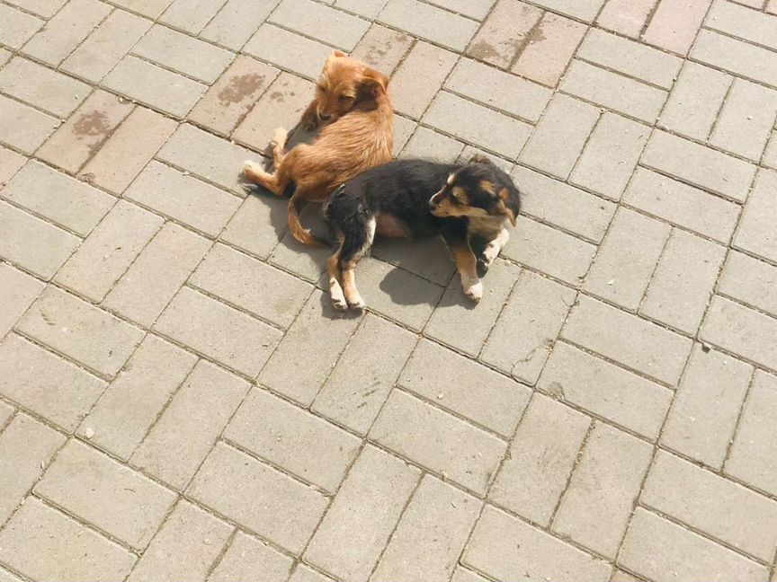 Отдам в добрые руки