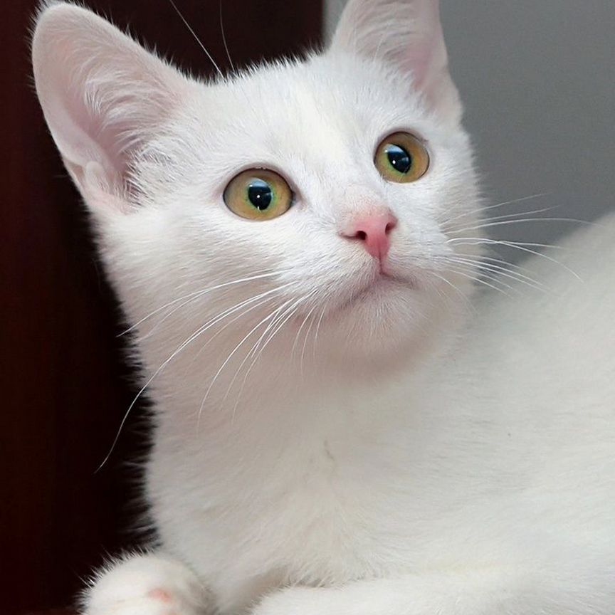 Беленькие котята 3,5 мес в добрые руки