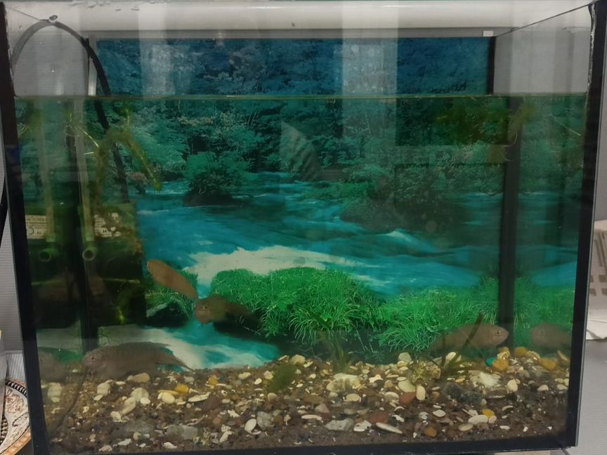Аквариум с рыбками бу
