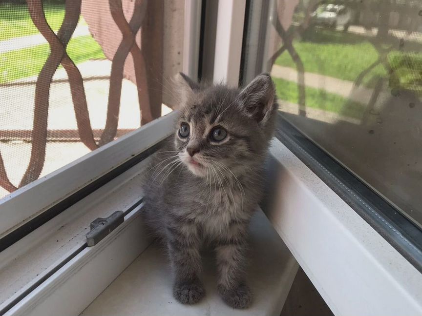 Котята ищут дом или передержку