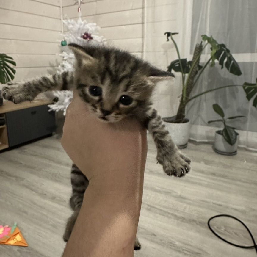 Отдам в добрые руки