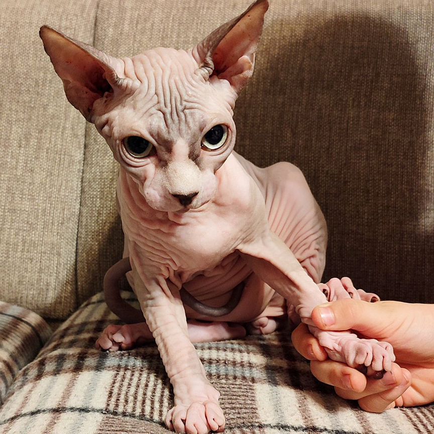 Канадский сфинкс котёнок